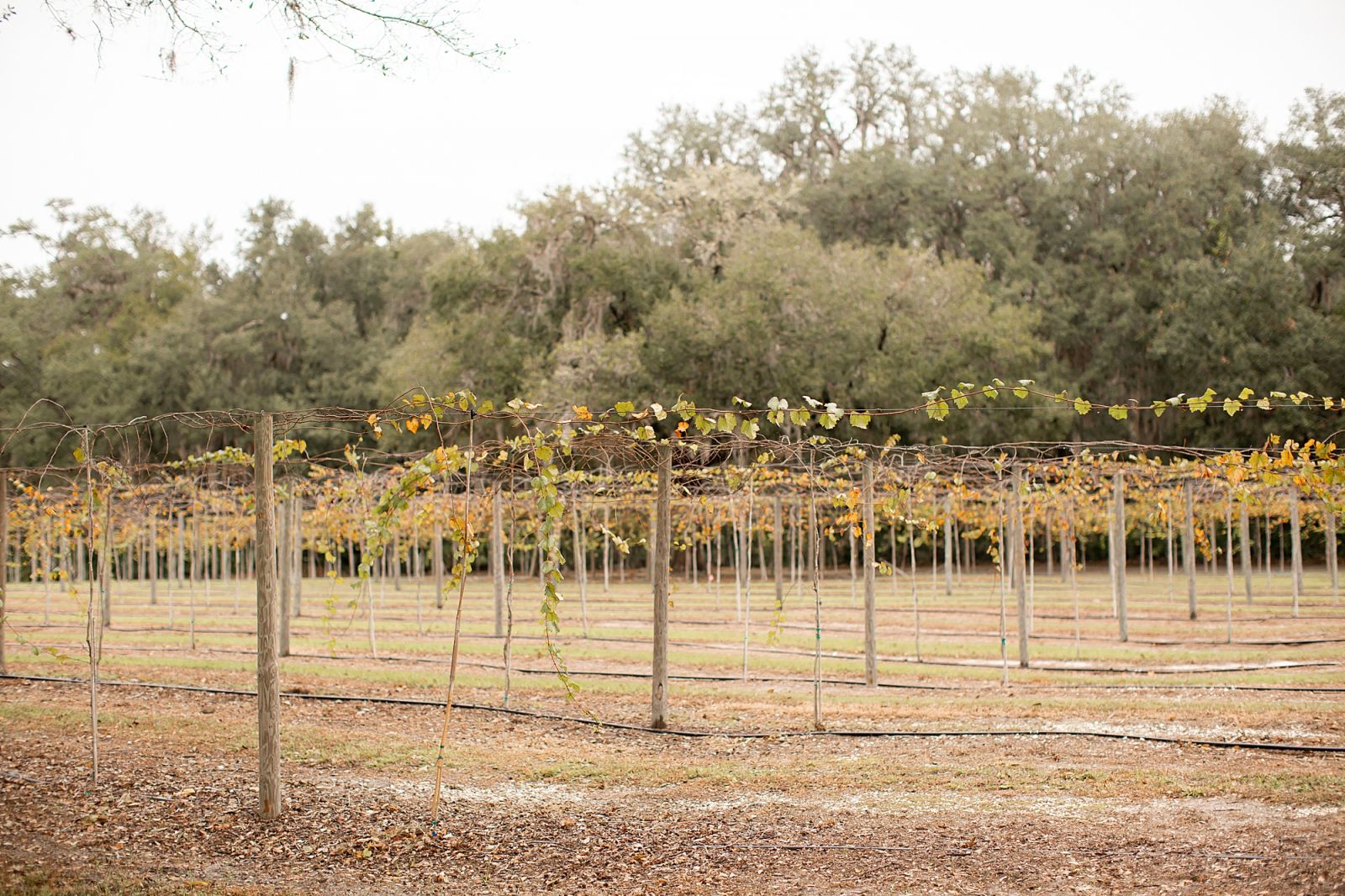 Ever After Farms Vineyard Wedding in Pomona Park, FL - Francesca Caputo ...